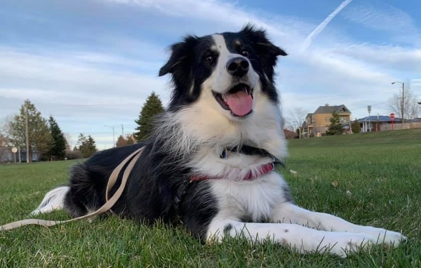 CharlieTheCollie